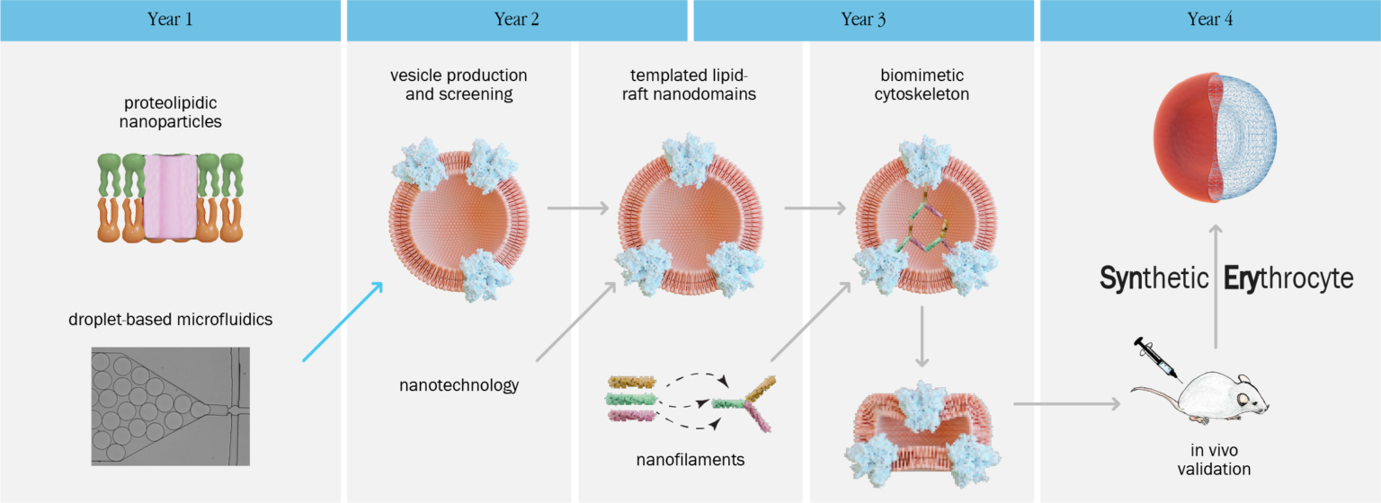 Synthetic blood cells as an alternative | SynEry